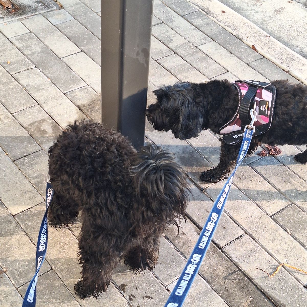 Pet Care Journal: Mon, Sep 15, 2025 :: Calling All Dogs & Cats of Gateway